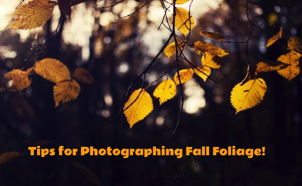 Beginner Tips for Photographing Fall Foliage - BuyDig.com Blog